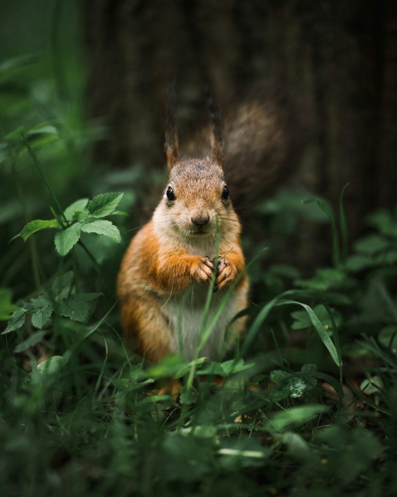 Home - Wildlife Rangers