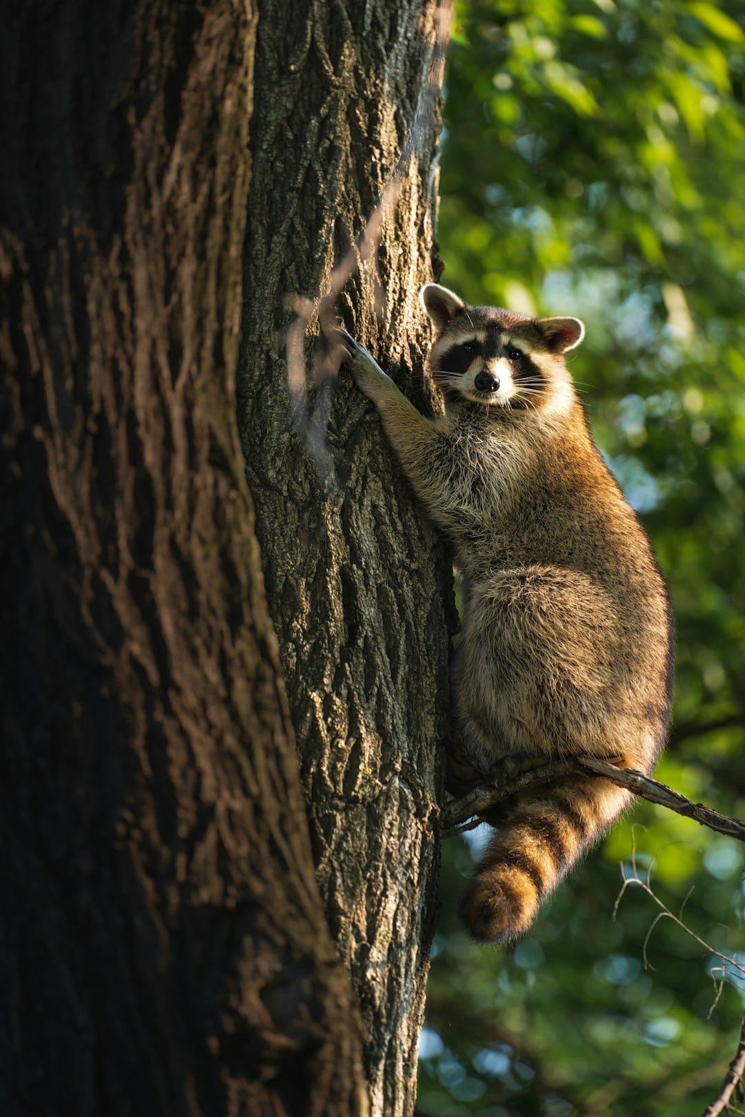 About - Wildlife Rangers
